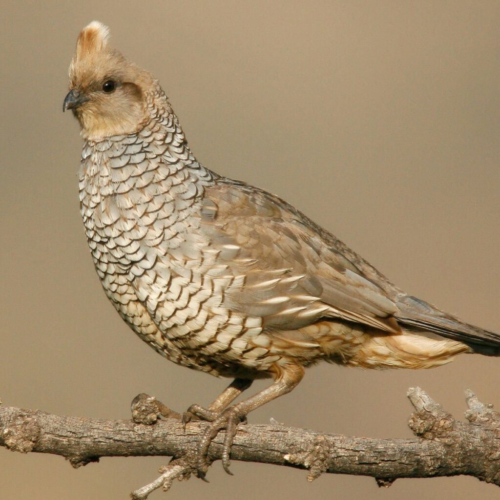 AZ Upland Game Birds: Gambel’s, Scaled, Mearns Quail & Dove